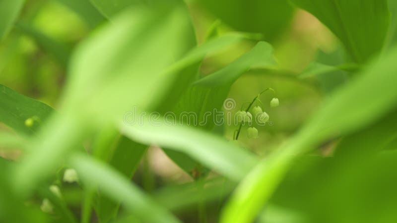 Glade of Lilies of Valley Growing in Spring among Trees. Convallaria ...
