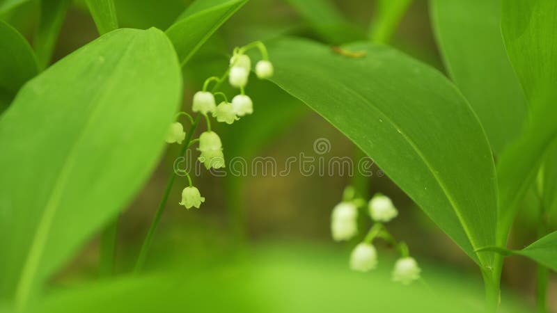 Glade of Lilies of Valley Growing in Spring among Trees. Convallaria ...