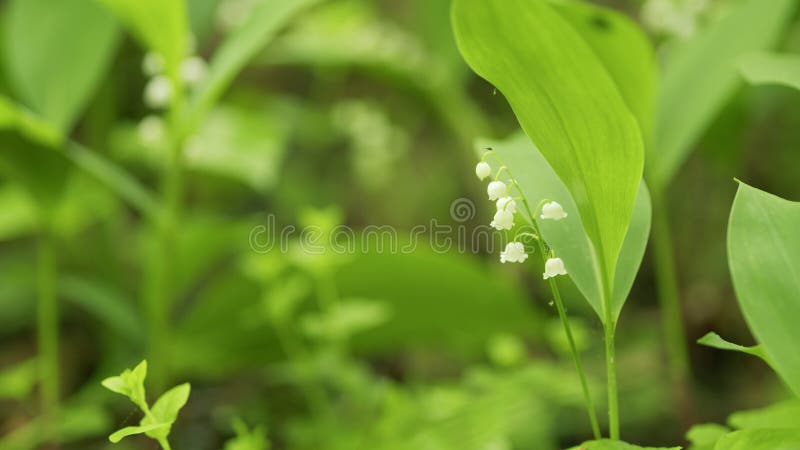 Glade of Lilies of Valley Growing in Spring among Trees. Convallaria ...