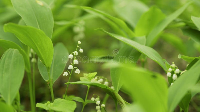 Glade of Lilies of Valley Growing in Spring among Trees. Convallaria ...