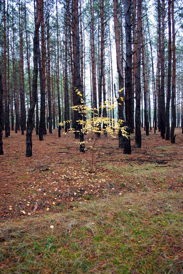 Glade with Little Tree with Yellow Leaves in Pine Forest Stock Photo ...