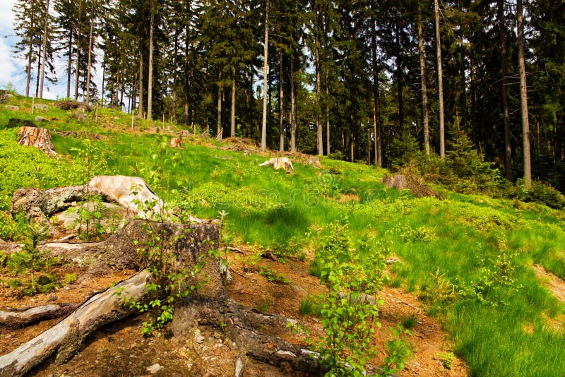 Glade stock image. Image of landscape, lush, panoramic - 54088361