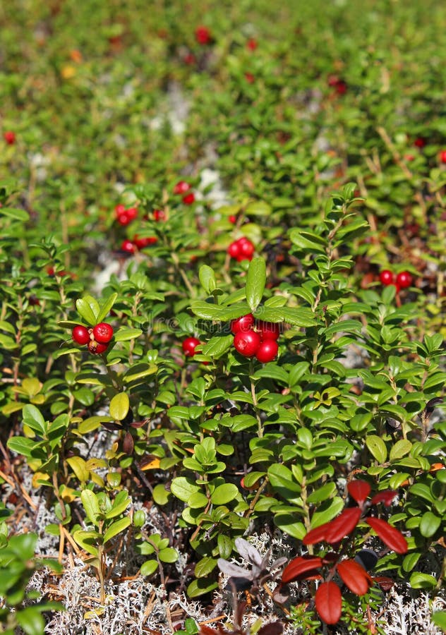 Glade(meadow) of Foxberry in the Forest Stock Photo - Image of gourmet ...