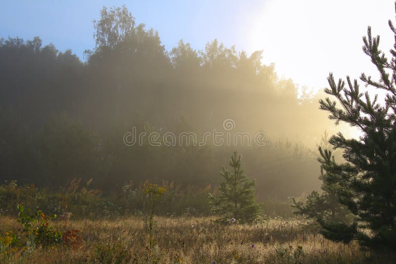 Glade in morning stock photo. Image of sunrise, misty - 61419162