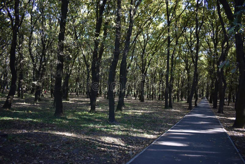 Glade in the park stock photo. Image of plant, nature - 231784260