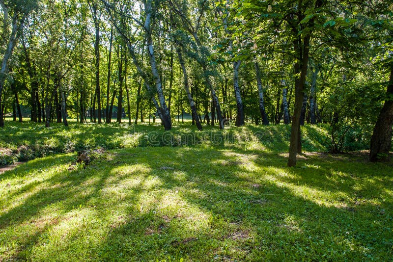 Glade stock image. Image of idyllic, flora, sunlight - 42807685