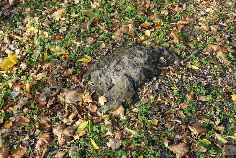 Glade with Stone, Greenery and Fallen Leaves Stock Photo - Image of ...