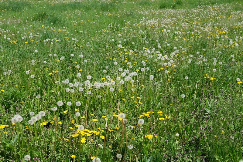 Glade on Which Wildflowers Grow. Beautiful Spring Lawn Stock Image ...