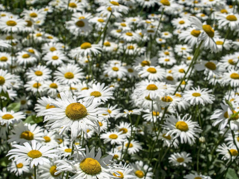 Glade with White Daisies Illuminated by the Sun Stock Photo - Image of ...