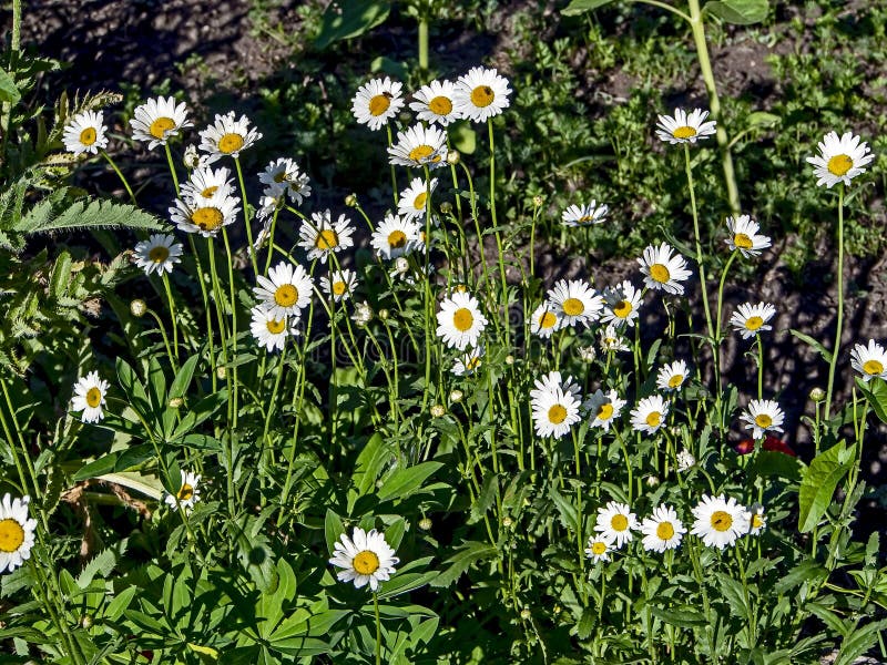 Glade with White Daisies Illuminated by the Sun Stock Image - Image of ...