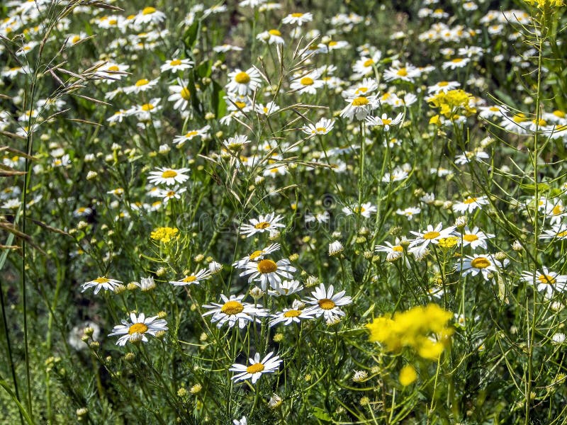 Glade with White Daisies Illuminated by the Sun Stock Image - Image of ...