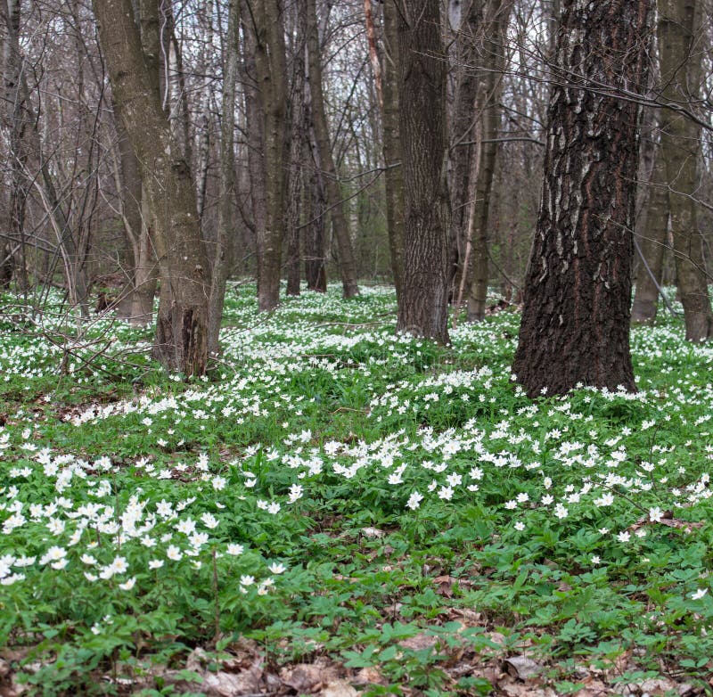 A Glade of White Flowers in the Forest Stock Image - Image of grass ...