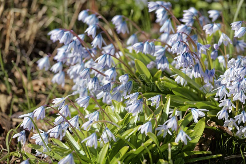Glade with White Snowdrops in the Spring. Shallow Depth of Field Stock ...
