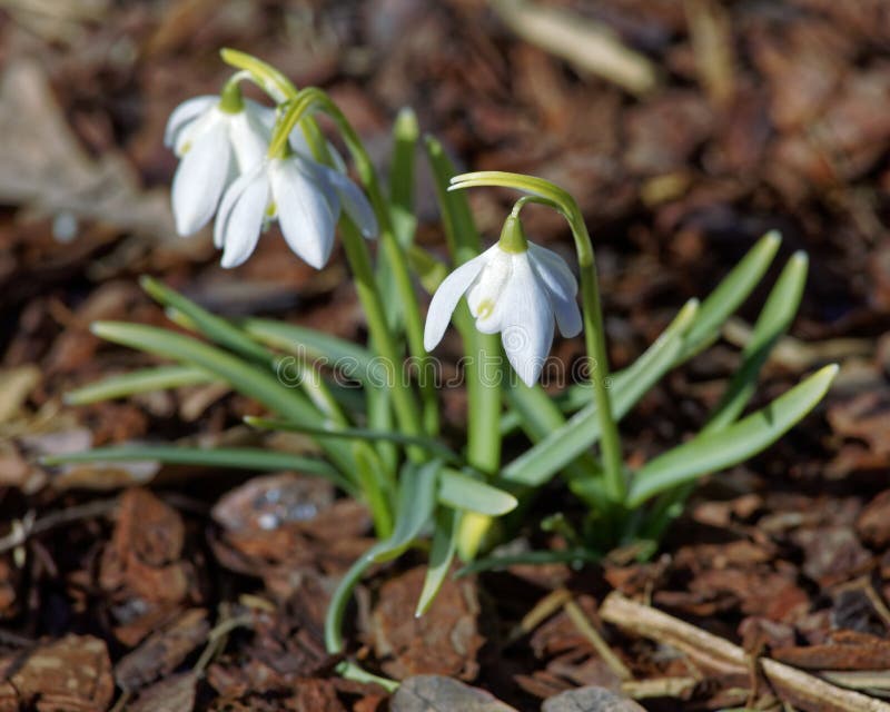 Glade with White Snowdrops in the Spring. Shallow Depth of Field Stock ...