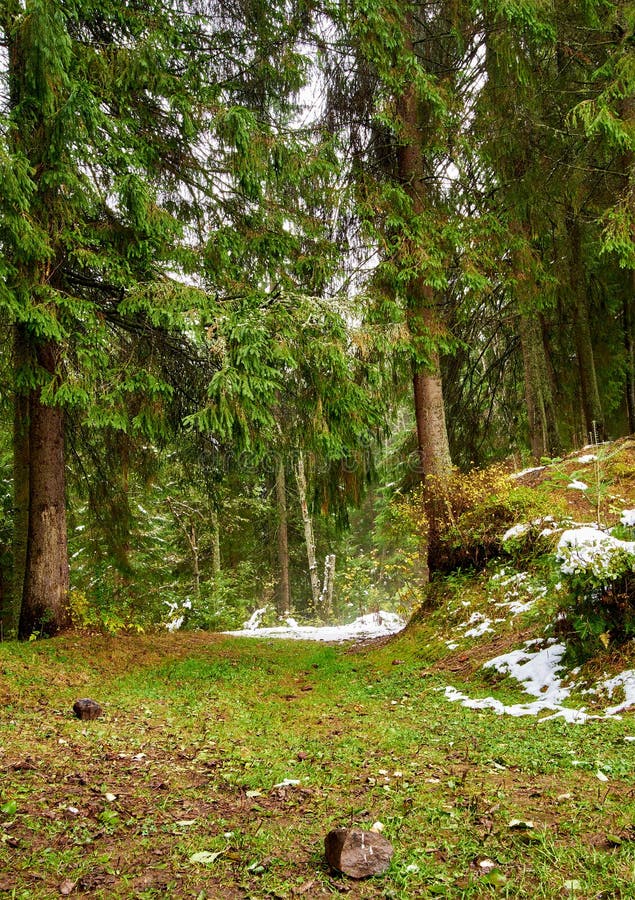 Glade in winter forest stock image. Image of outdoors - 63082231