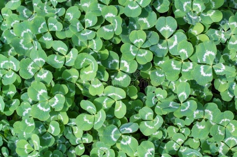 Glade with Young Clover. the Texture of Green Grass. Stock Image ...