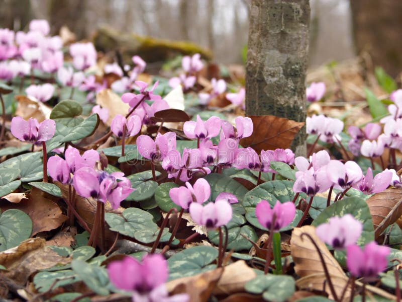 Glades stock photo. Image of flower, spring, wood, water - 13492302