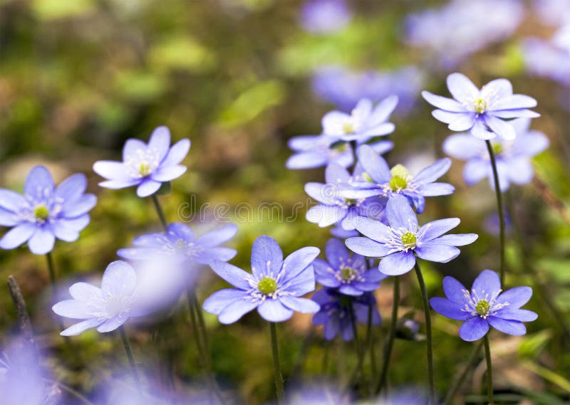 Glades stock photo. Image of outdoors, freshness, flower - 32404068