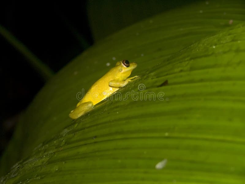 Gladiator Frog stock image. Image of rosenbergi, yellow - 195011