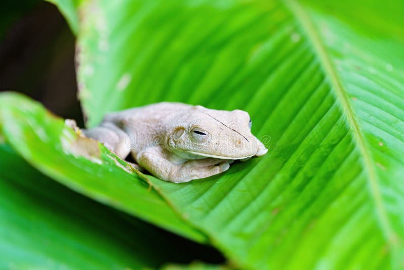 Gladiator Tree Frog (Hypsiboas Rosenbergi) Resting on Leaf in Jungle in ...
