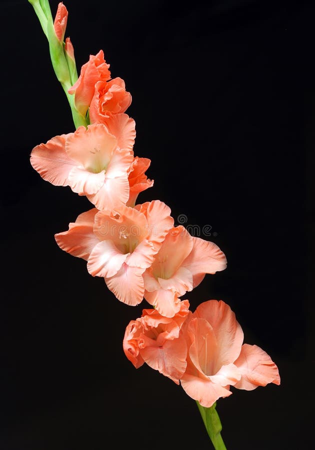 Gladiola fotografia stock. Immagine di fragrante, foglio - 33340124