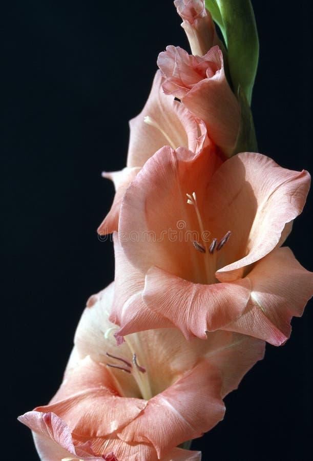 Pink Gladiola Flowers Closeup Detail Stock Image - Image of nature ...