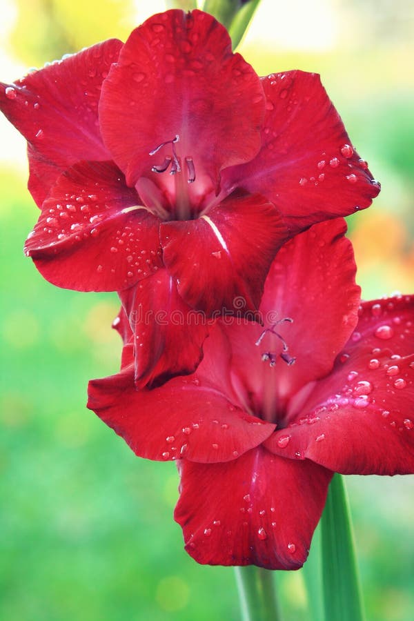 726 Flor Roja Del Gladiola Fotos de stock - Fotos libres de regalías de ...