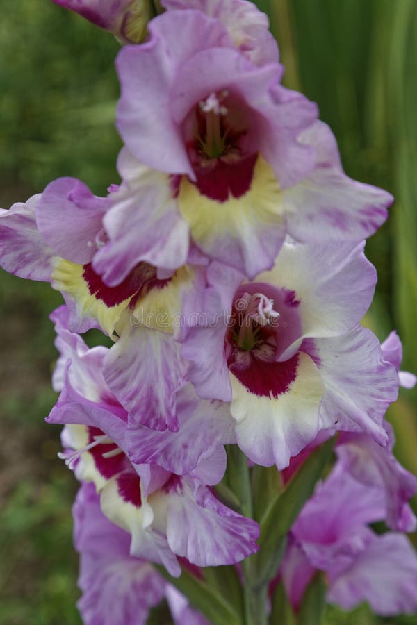 Gladiolas para la venta imagen de archivo. Imagen de honesto - 75886571