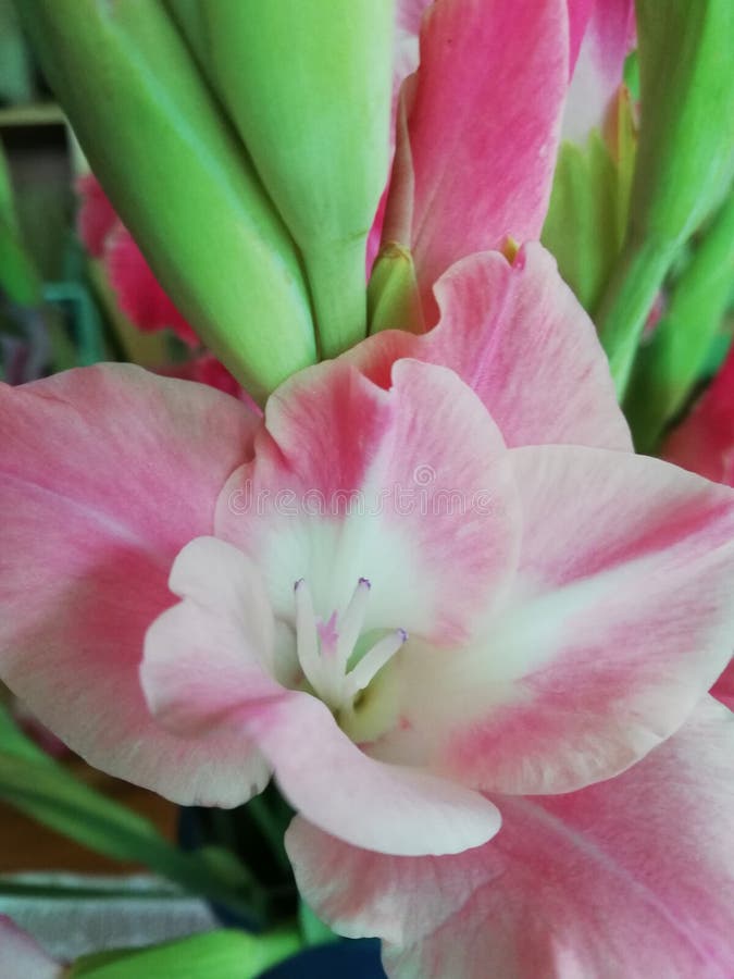 The Gladiole flower stock photo. Image of green, gladiole - 156829428