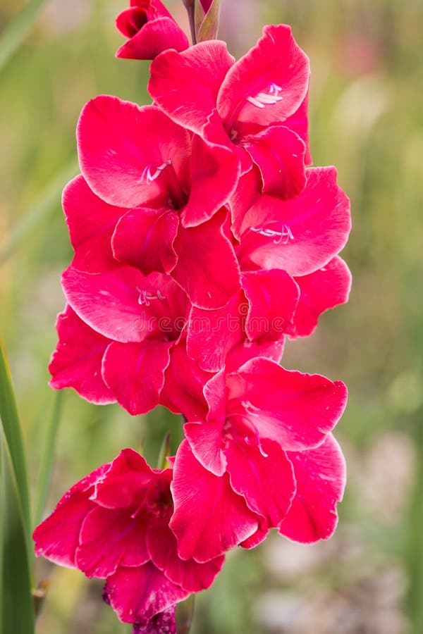 Gladiole No Campo, Tipos De Flor Cor-de-rosa Para Escolher Imagem de ...
