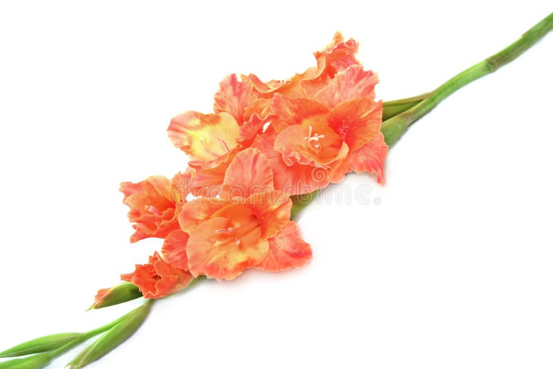 Gladiolen stock foto. Image of vaas, bloem, bloemblaadje - 12759744