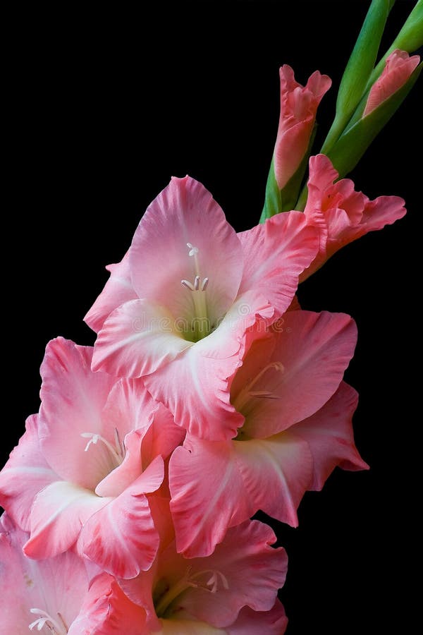 Gladiolen stock foto. Image of hoofd, schoonheid, beschrijvend - 6352164