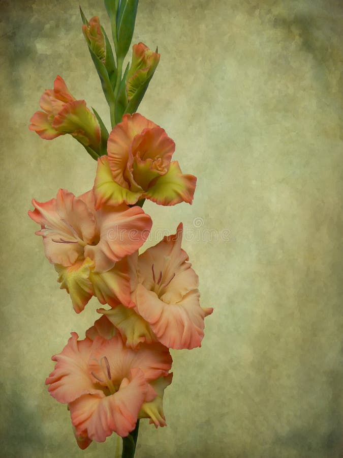 Gladiolen stock foto. Image of geel, groen, geïsoleerd - 6571764
