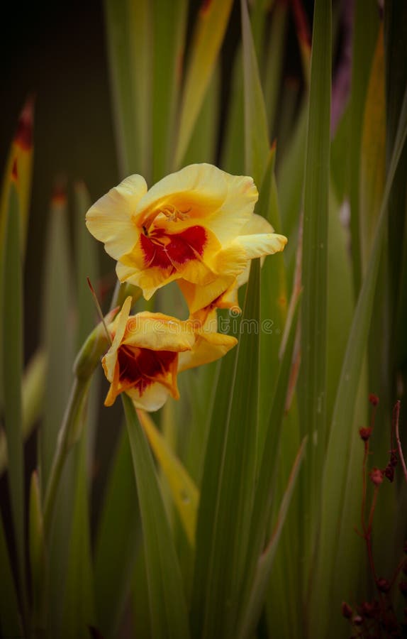 Gladiolen in bloom stock image. Image of blossom, petal - 188390889