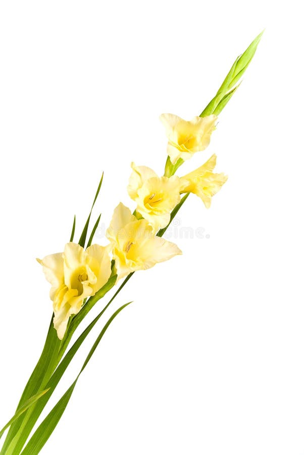 Gladiolo foto de archivo. Imagen de verano, floral, planta - 10378442