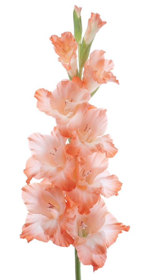 Flor-Gladiolo imagen de archivo. Imagen de cubo, blanco - 6269165