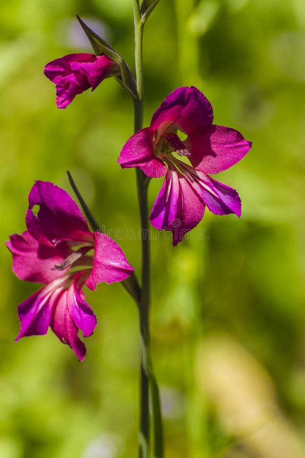 Gladiolo imagen de archivo. Imagen de fondo, salvaje - 35553623
