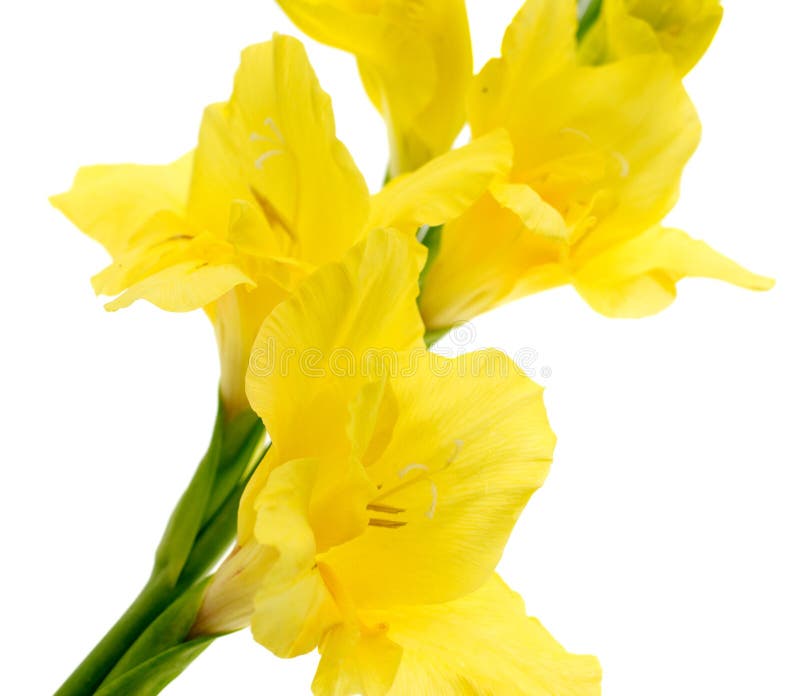 Gladiolo amarillo aislado foto de archivo. Imagen de floral - 75545664