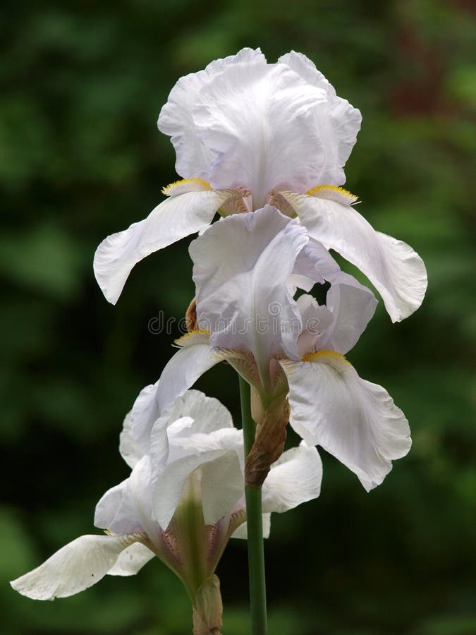Primer blanco del gladiolo imagen de archivo. Imagen de fresco - 16684265