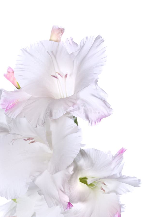 Gladiolo blanco hermoso imagen de archivo. Imagen de crecimiento - 19532325