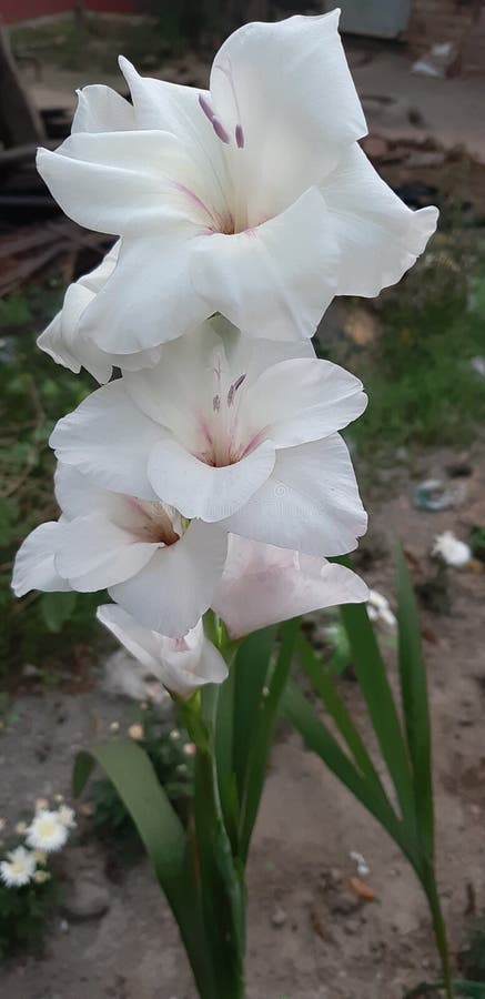 Gladiolo imagen de archivo. Imagen de blanco, color - 139686877