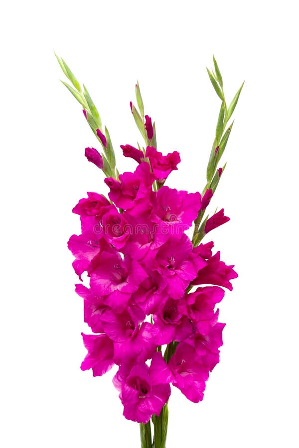 Flor-Gladiolo imagen de archivo. Imagen de cubo, blanco - 6269165