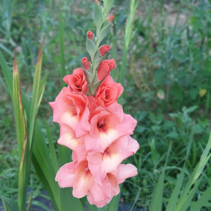 Gladiolo stock photo. Image of pesca, rosa, gladiolo - 189829452