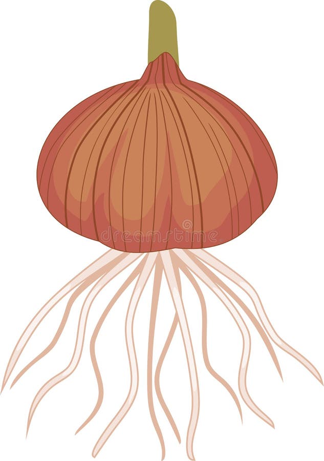 Corm Stock Illustrations – 94 Corm Stock Illustrations, Vectors ...