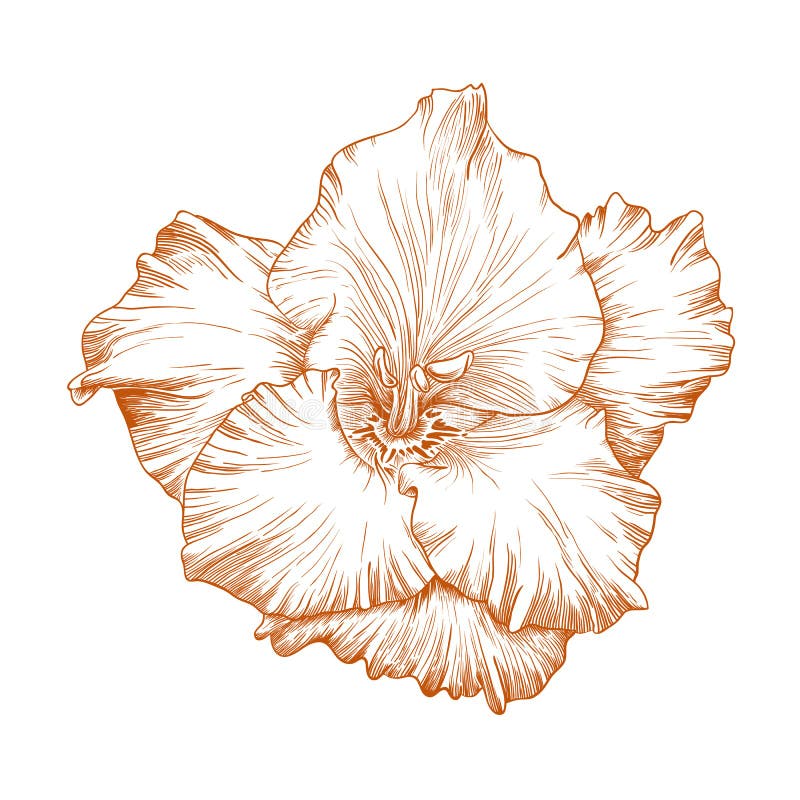 Gladiolus flower on white stock vector. Illustration of draw - 176422710