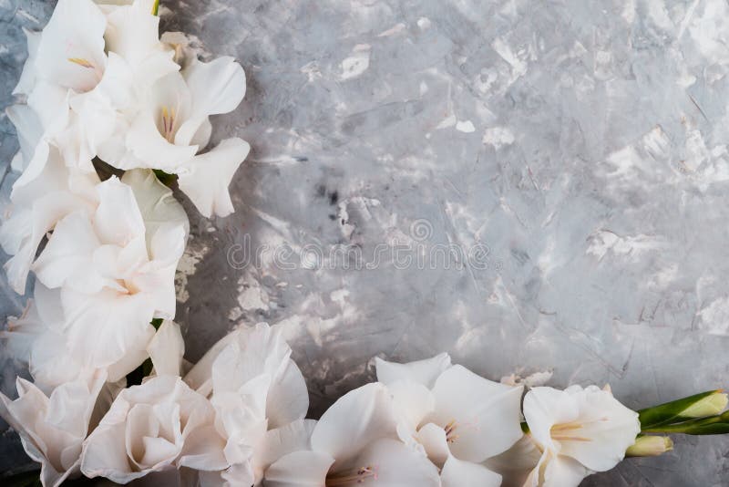 Gladiolus Flower Background Stock Photo - Image of white, natural ...