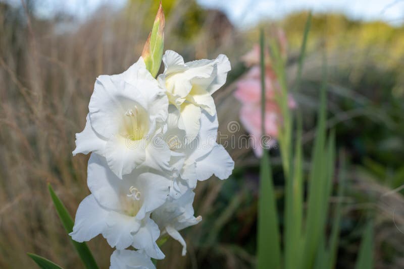 Gladiolus flowers stock image. Image of flora, freshness - 265966453