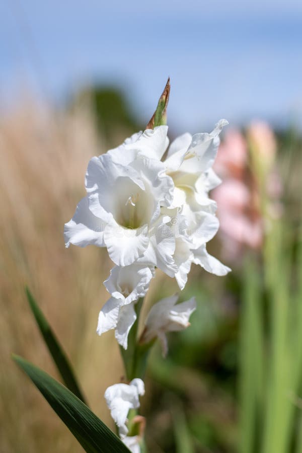 Gladiolus flowers stock image. Image of bloom, iridaceae - 265966543