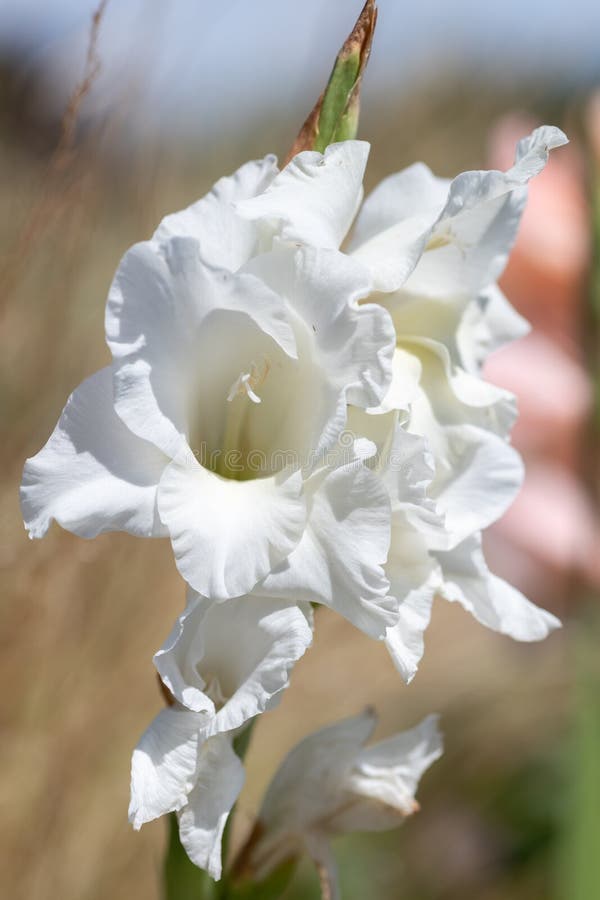 Gladiolus flowers stock image. Image of flowers, fresh - 265967403