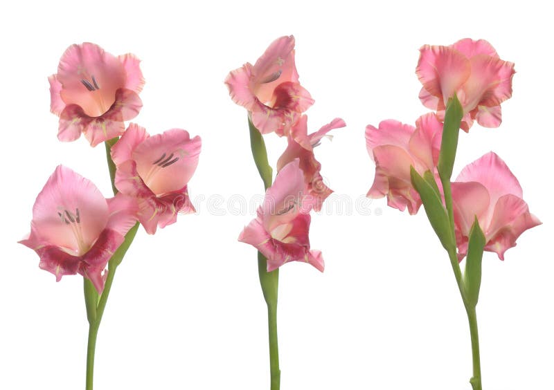 Gladiolus stock photo. Image of blossom, pink, priscilla - 140253534